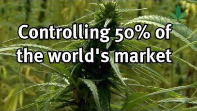 So what about hemp and CBD in China? – Cannabis News Network
